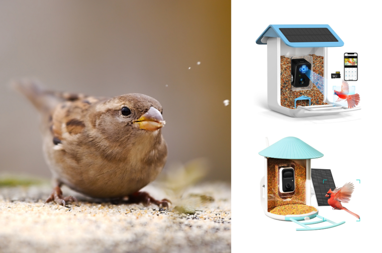 Best Smart Bird Feeder for Tech-Savvy Bird Lovers